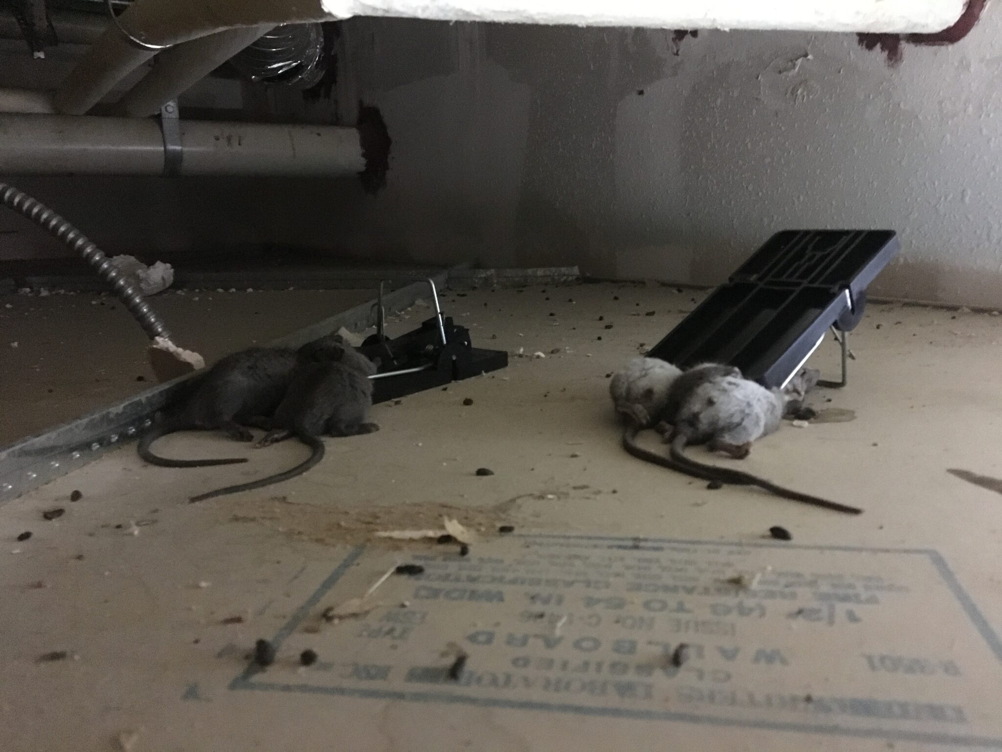 Signs of a Rodent Infestation in Your Home - Red Rover Rodent Removal ...